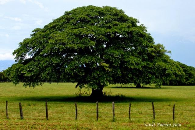 Simbolos patrios de Guatemala