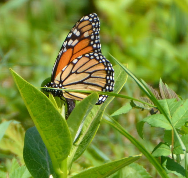 Flower Hill Farm: Fiery Orange Rising Reflecting Giving Life