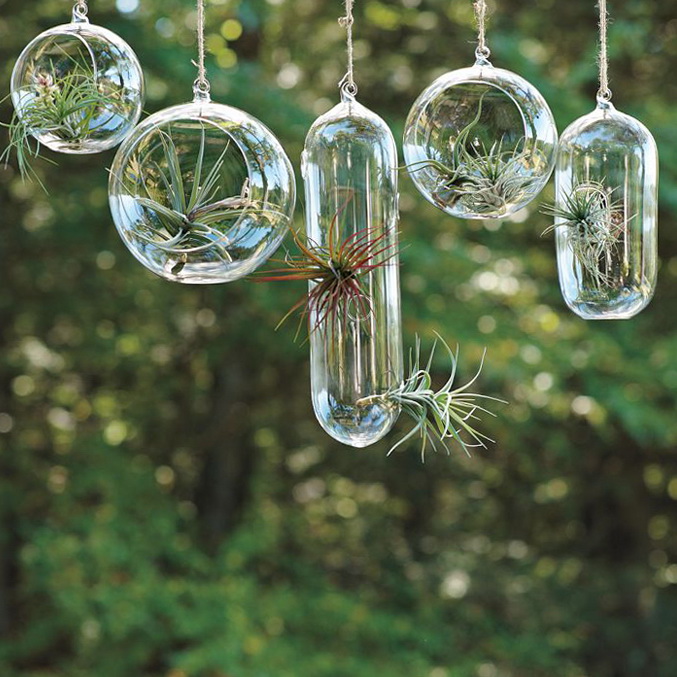 Amazing Hanging Garden in Glass Bubbles