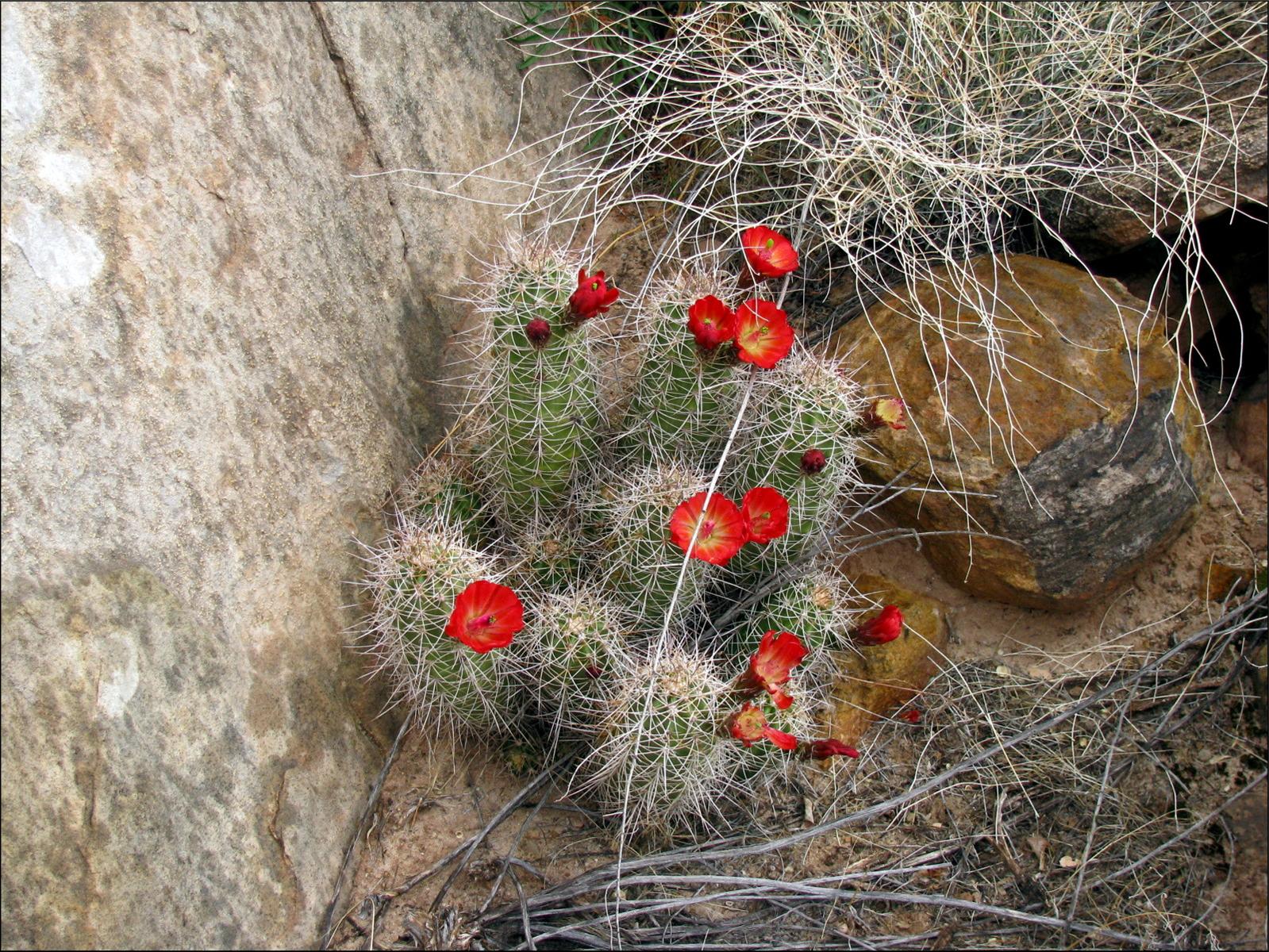 Canyonlands Green River Canoe Trip 2009: Anderson Bottom Hike