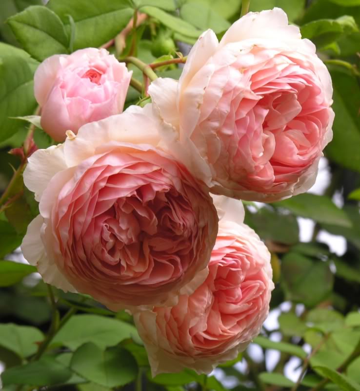 Diary of a Simple Gardener: David Austin Roses
