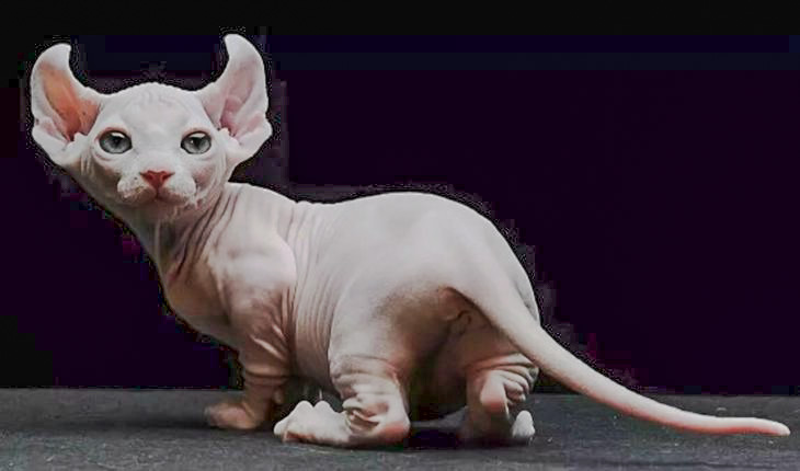 Cat Chit Chat: Dwelf cat