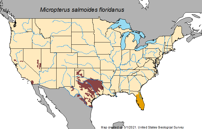 Fish Spotlight: Largemouth Bass