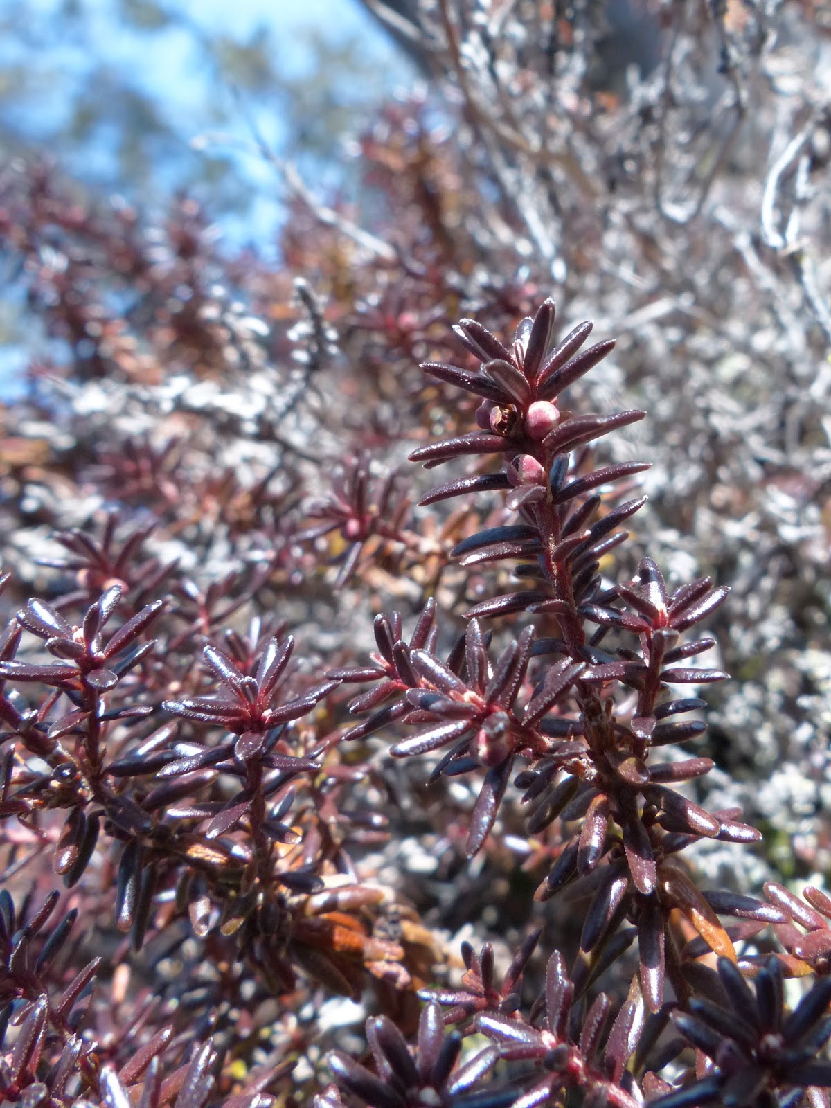 Yukon Wild Berries: crowberry/mossberry