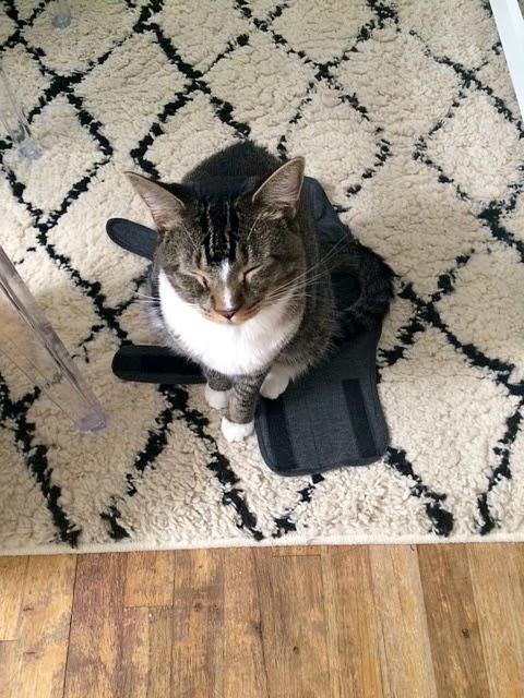 ThunderShirt™: The Best Solution for Pet Anxiety | Pieces of a Mom