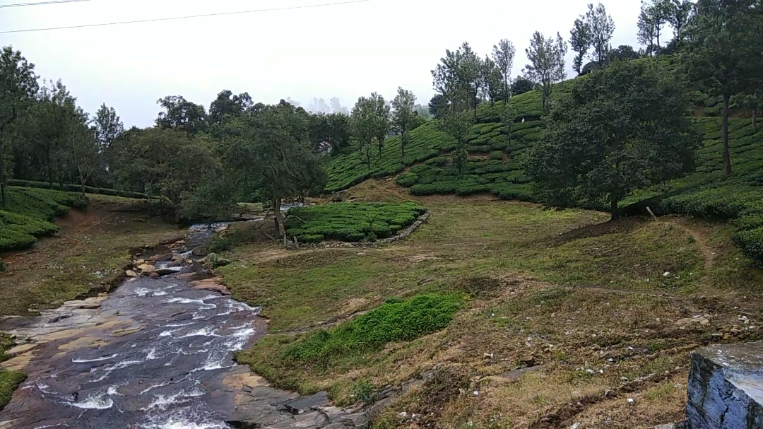 Magical Land Of Green World On Earth: TIGER Valley Valparai