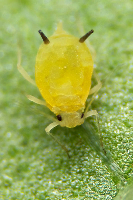 ムシをデザインしたのはダレ？: ツヤコバチ科 ( Aphelinus sp. ) 寄主体液摂取( Host-feeding )