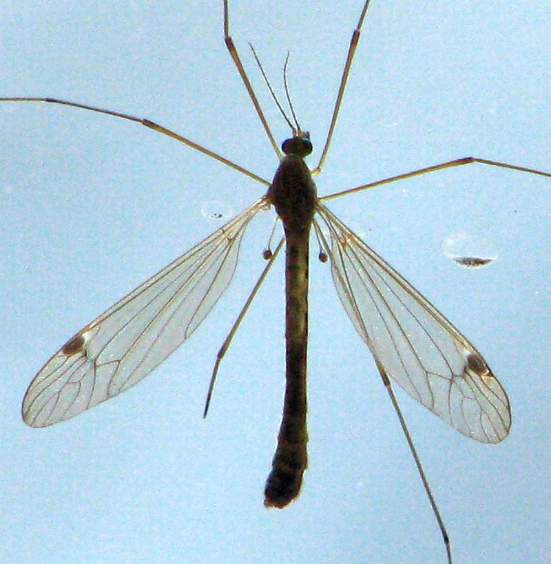 backyard critter watch: Mosquito Eaters, aka Crane flies