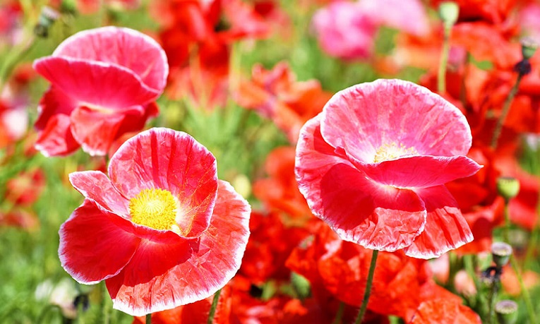 Apa sih Bunga Poppy itu? | Belajar Sampai Mati