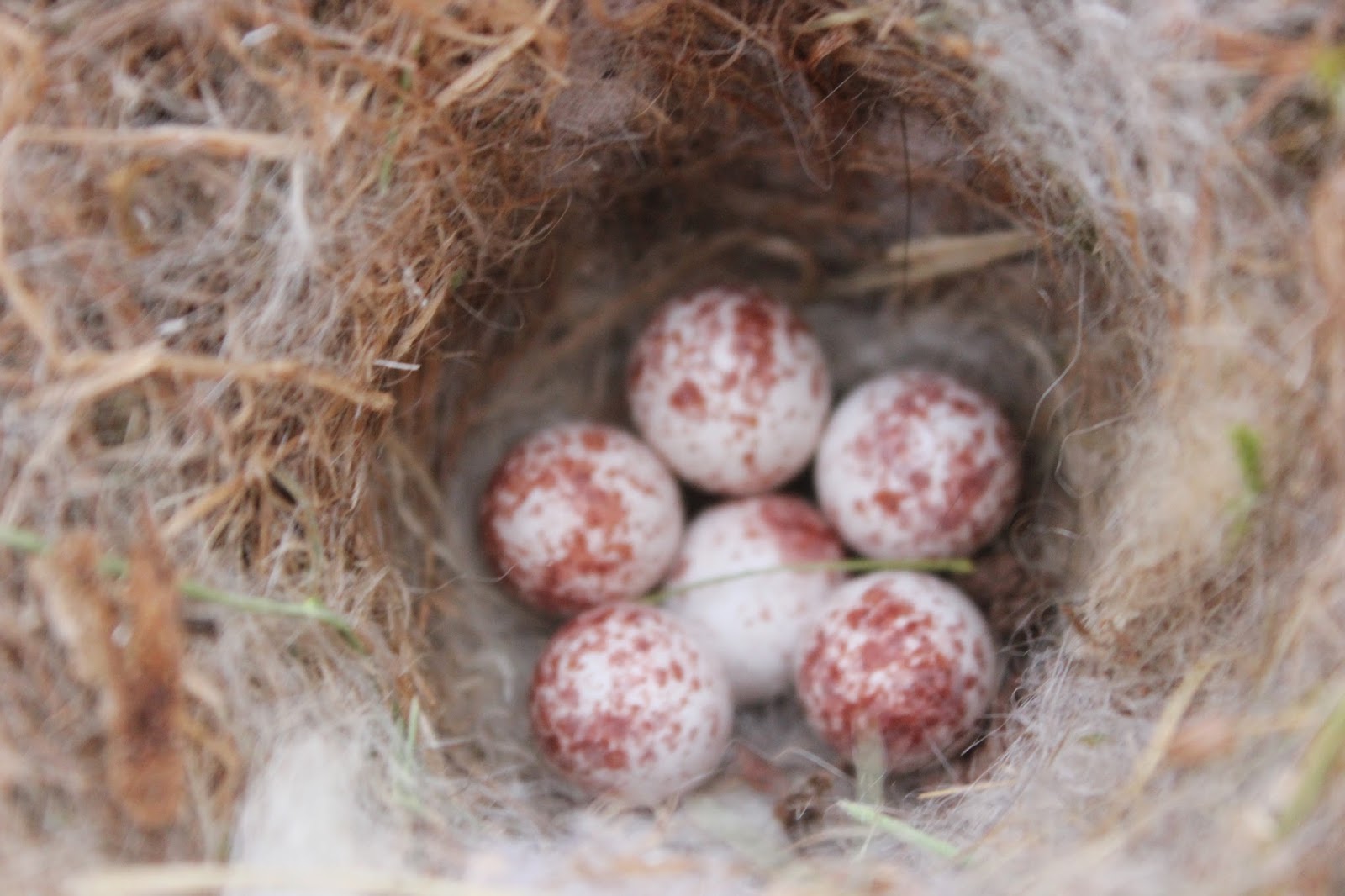 Horsing Around At Home: Still waiting on the Tufted Titmouse eggs to hatch!