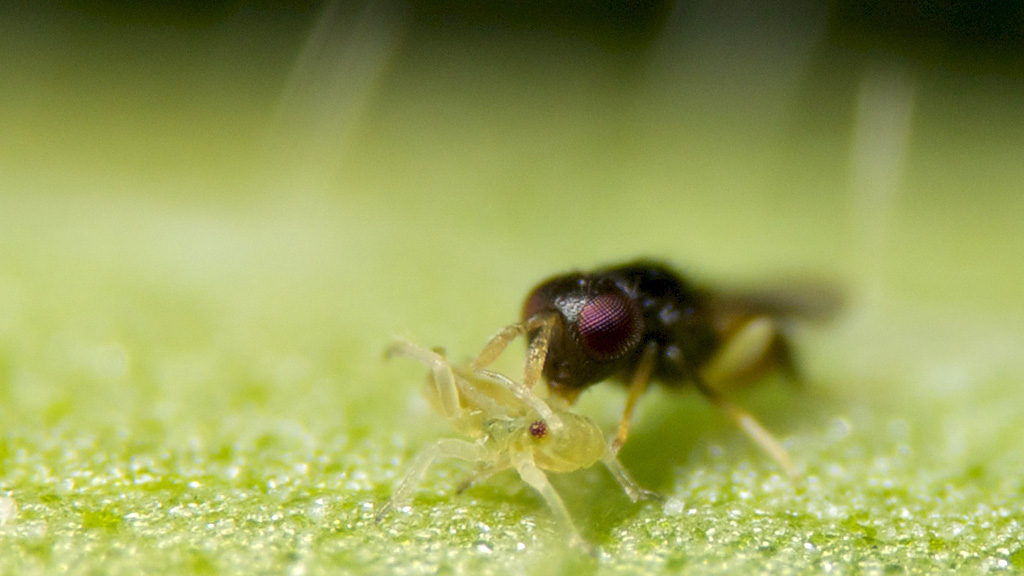 ムシをデザインしたのはダレ？: ツヤコバチ科 ( Aphelinus sp. ) 産卵 と Host feeding