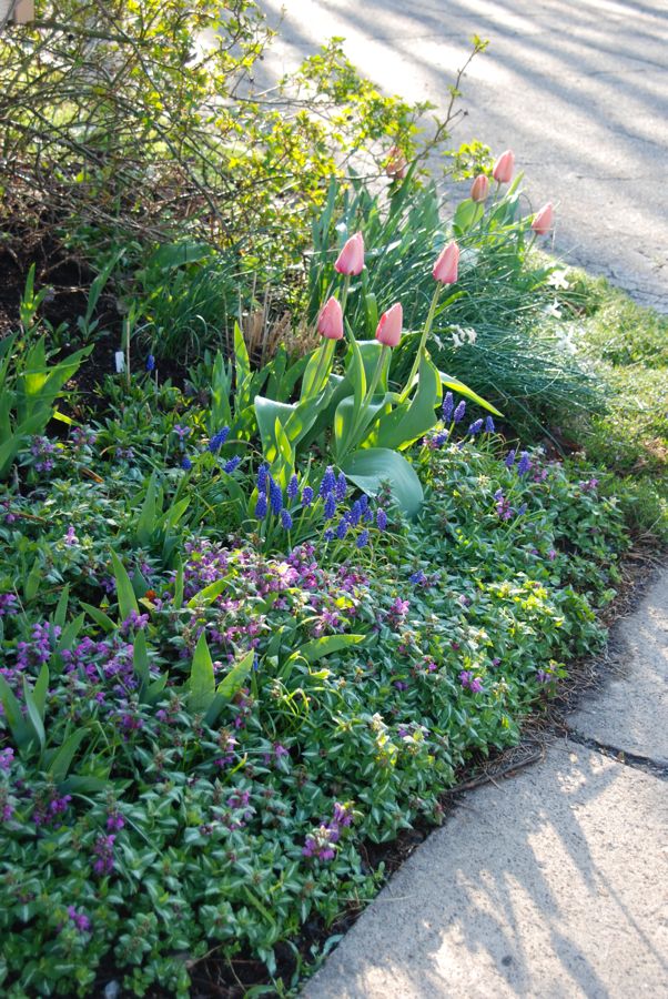 Wife, Mother, Gardener: Driveway Garden