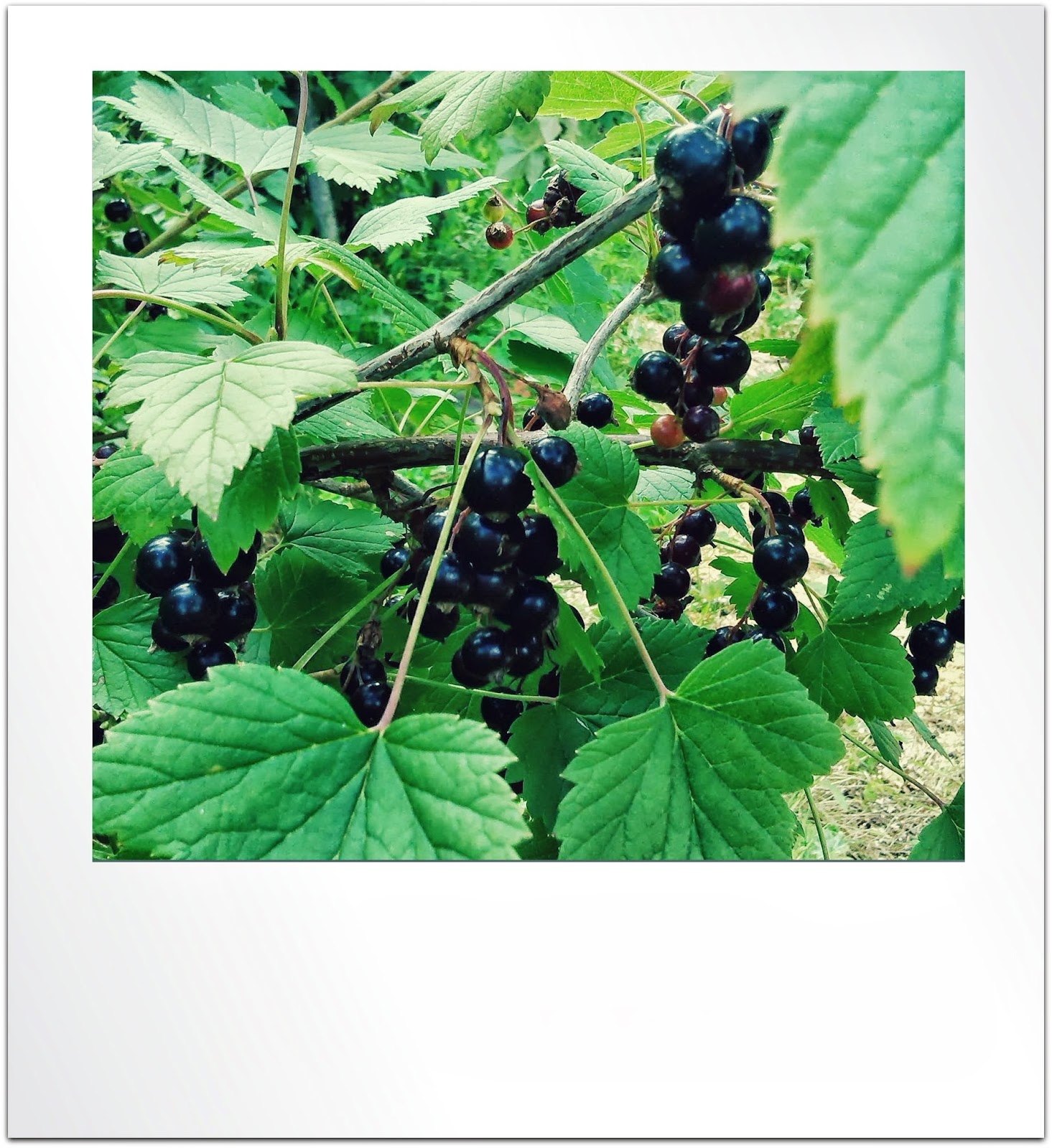 Lintukotoinen: Mummolatunnelmaa