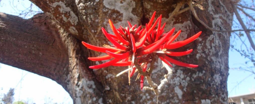 Mis impresiones hechas fotos: Estudio de la flor del colorín