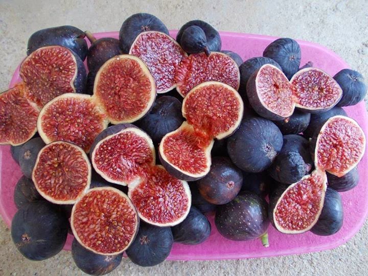 Figs Photo Collection Around the World: Mini Purple Fig