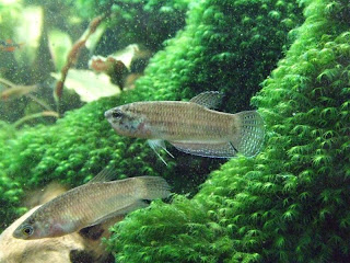 New Ediths Mouthbrooder - Betta edithae ~ Nice Betta