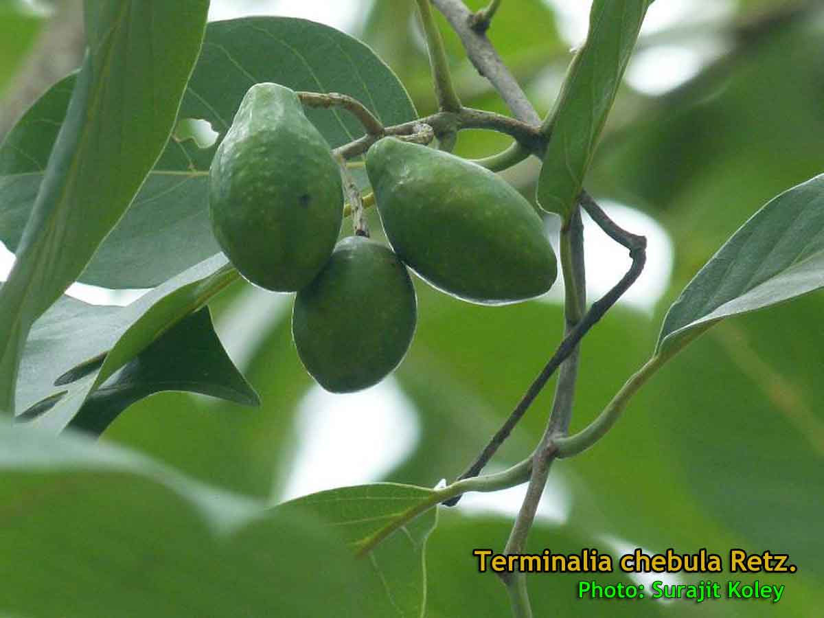 Medicinal Plants: Terminalia chebula, Harithaki, Kadukkai, สมอไทย ...