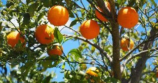 farmerfarm: Orange agriculture (farming)