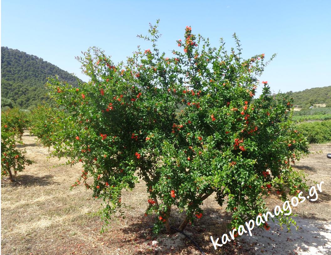 Karapanagos : ΣΕΛΚΙ ΠΕΡΑΧΩΡΑΣ! ΟΤΑΝ Η ΦΥΣΗ ΖΩΓΡΑΦΙΖΕΙ ΕΠΙΓΕΙΟΥΣ ...