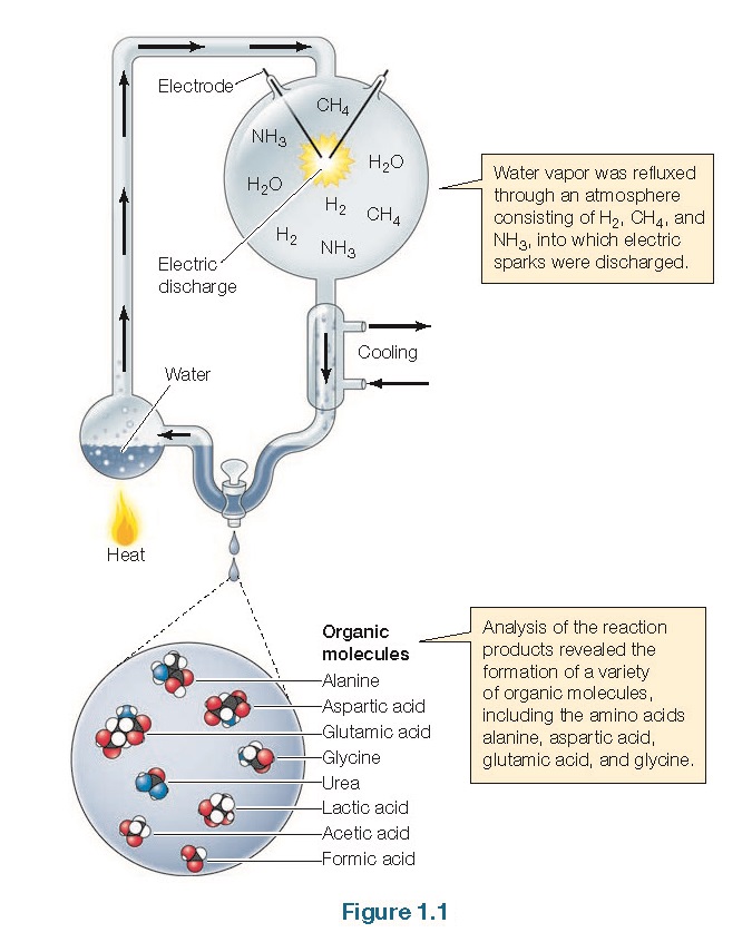 HOW DID THE FIRST CELL ARISE? - pediagenosis