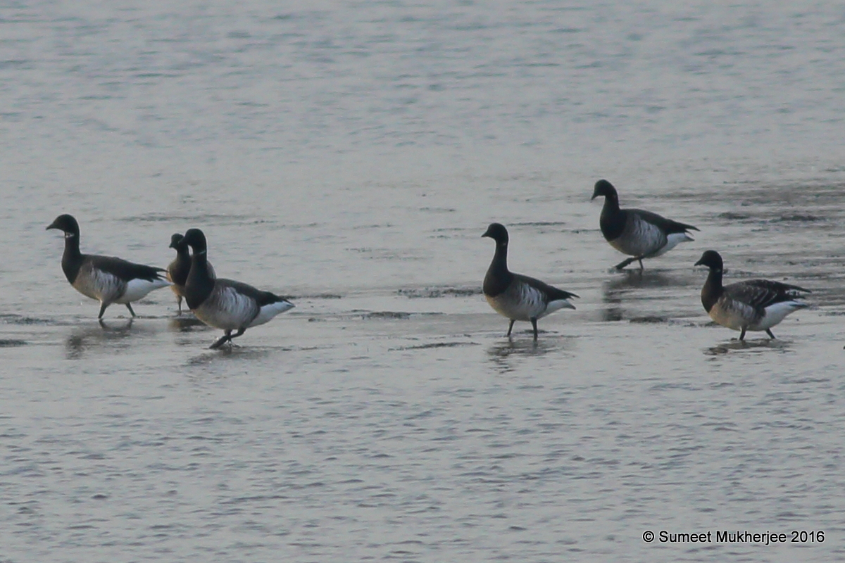 Birding ! Driving ! Soul-searching !: Geese Family