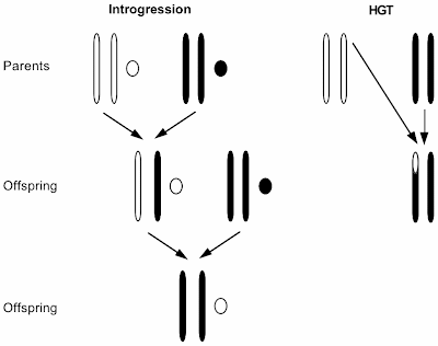 The Genealogical World of Phylogenetic Networks: Reticulation patterns ...
