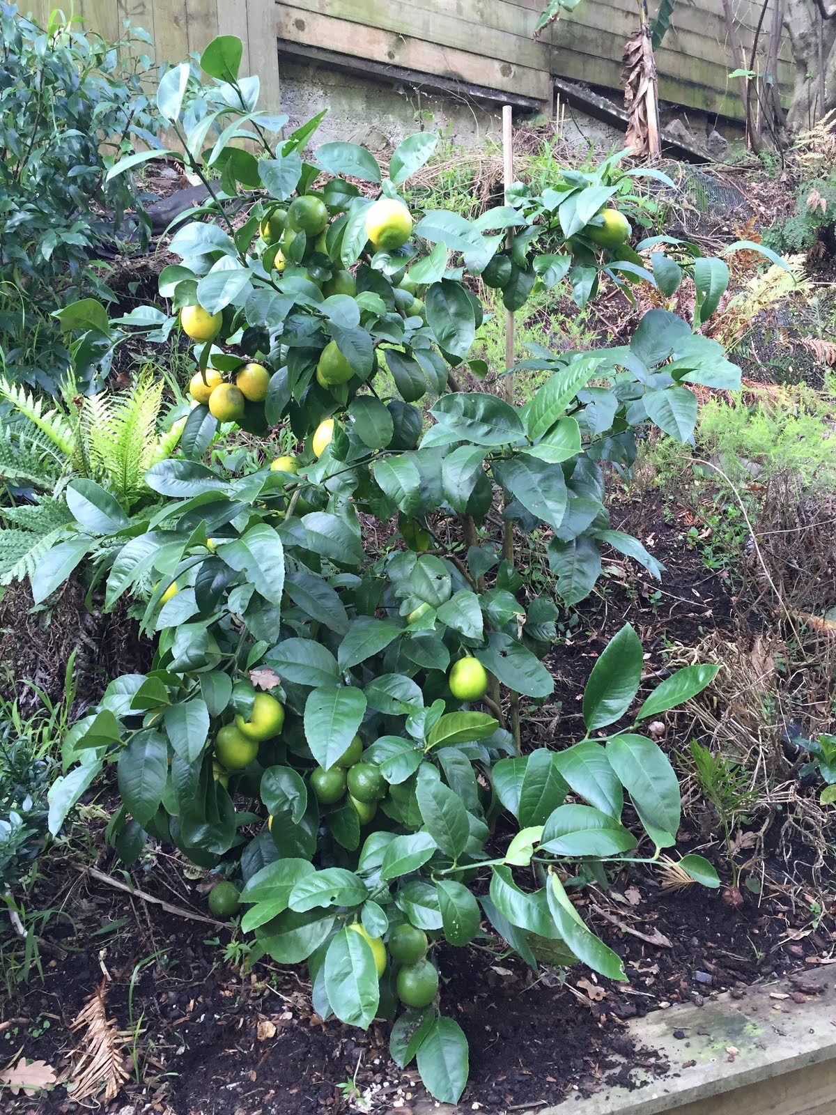 Citrus Enthusiast: Meyer Lemons vs. Regular Lemons