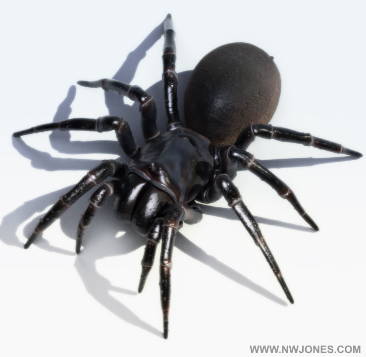 Nathan Jones - Digital Artist Blog: Funnel Web Spider - WIP