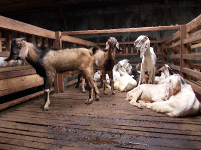 Cara Ternak Kambing: Ternak Kambing Kacang