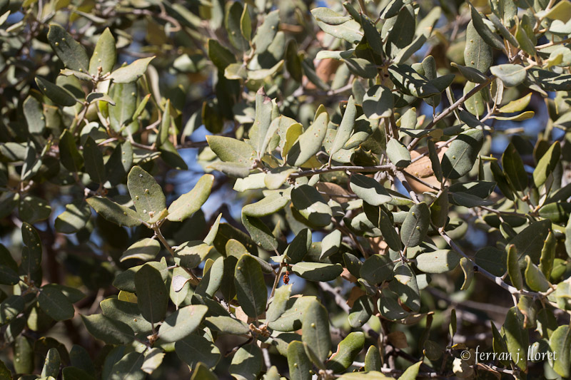 Flora de la Ribera d'Ebre: Carrasca