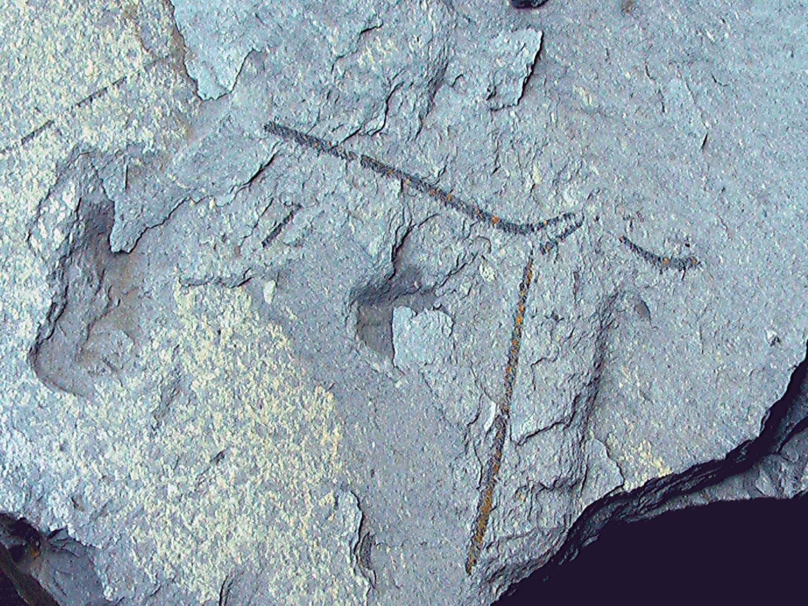 FOSSIL HUNTRESS: GRAPTOLITES: DARLINGS OF THE DARRIWILIAN