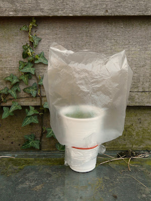 huis-tuin-en-keuken: C: Lavendel stekken