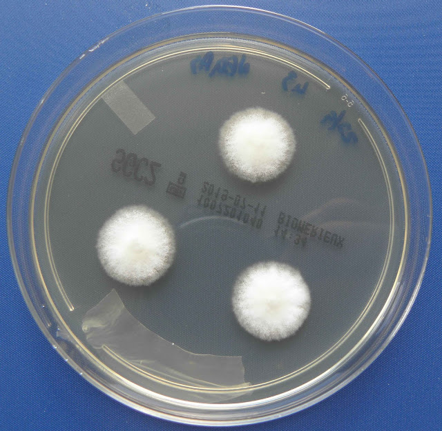ATLAS MICOLOGIA: TRICHOPHYTON INTERDIGITALE