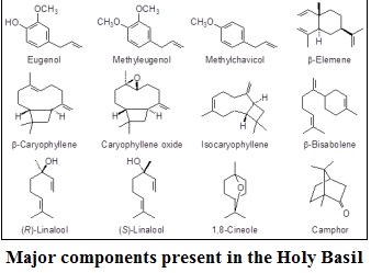 India Vaani: Can Tulsi (Holy Basil) treat COVID 19? A Compilation of ...