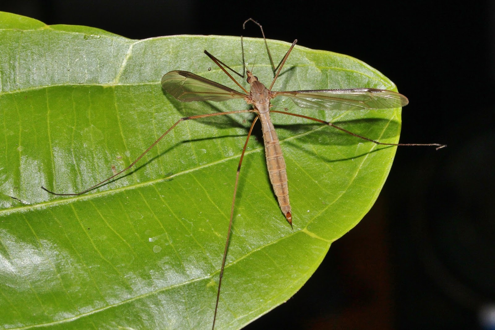 Biodiversity of Cyprus by NGO Protection of the Natural Heritage and ...