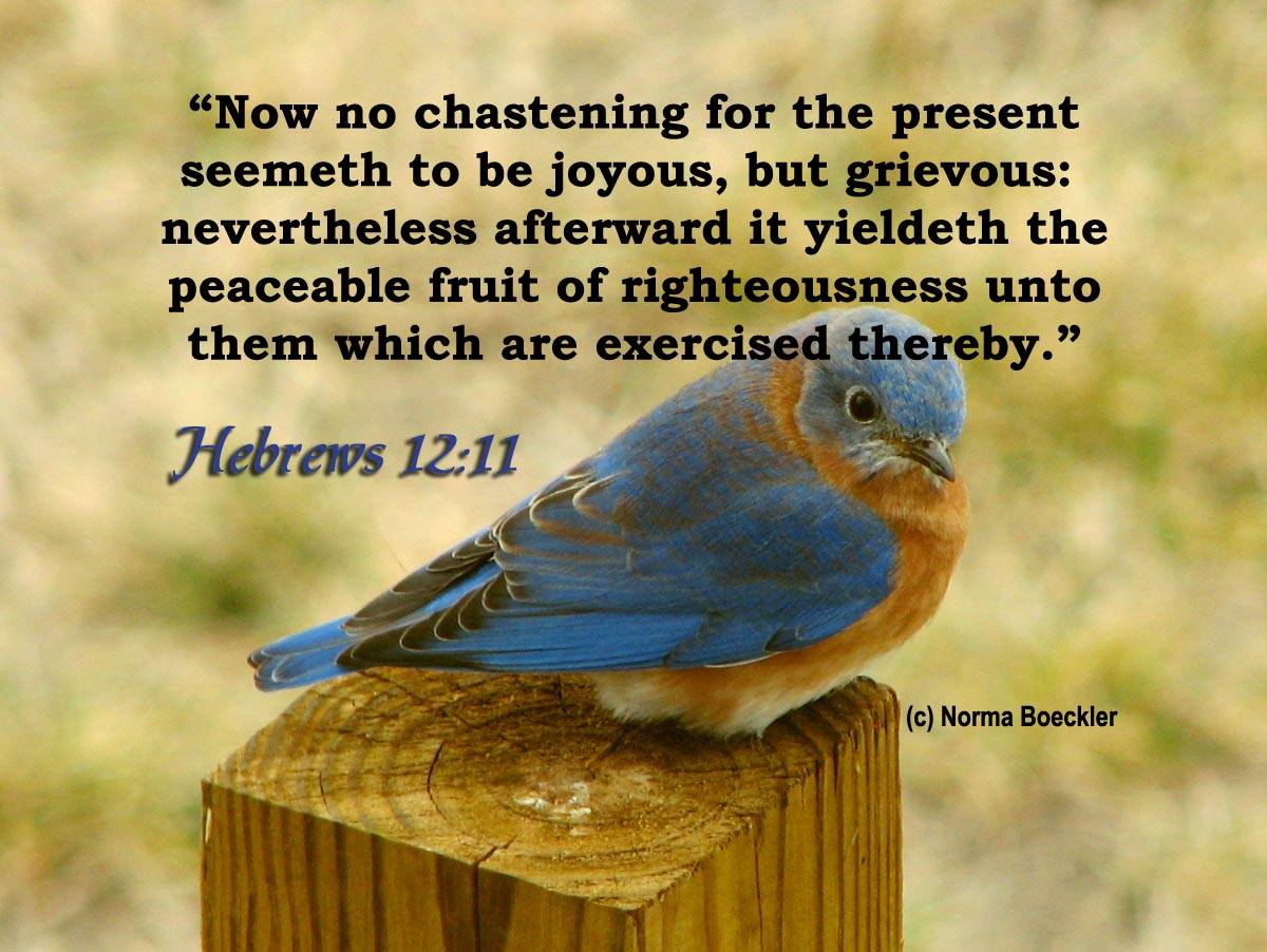 Ichabod, The Glory Has Departed: No Wonder You Have Birds - You Feed ...