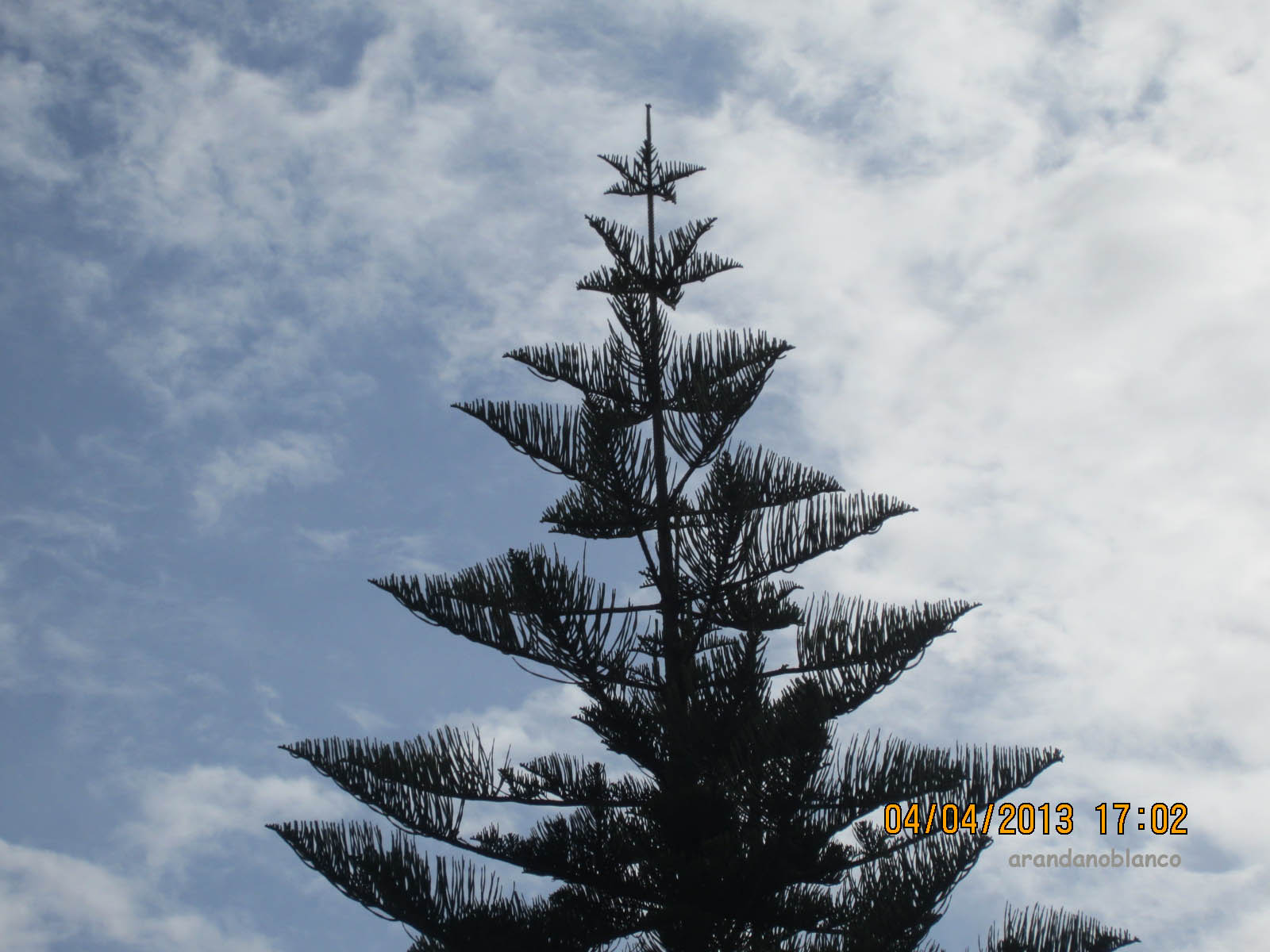 elarbolmiamigo-encinarosa: Araucaria de Pisos / Araucaria heterophylla ...