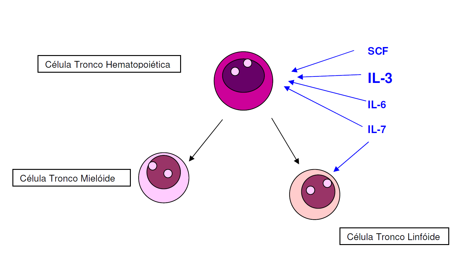 Citocinas e Interleucinas | RR Nutrição Clínica