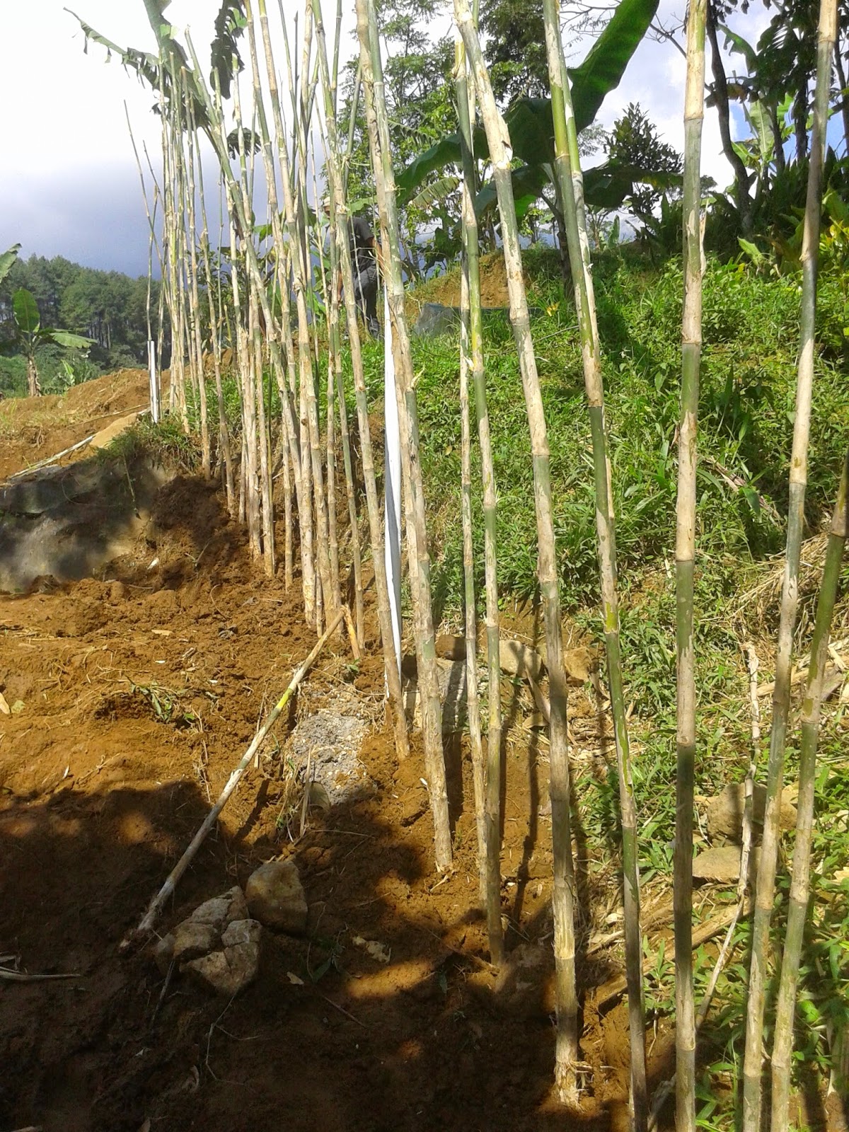 JUAL POHON BAMBU JEPANG BIBIT BAMBU JEPANG MURAH