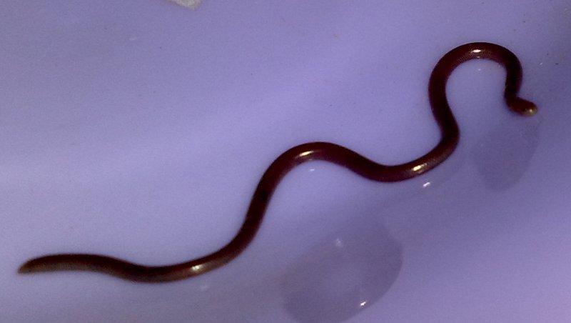 Reptile Research and Conservation Trust Of India: 30 Species Of Indian ...