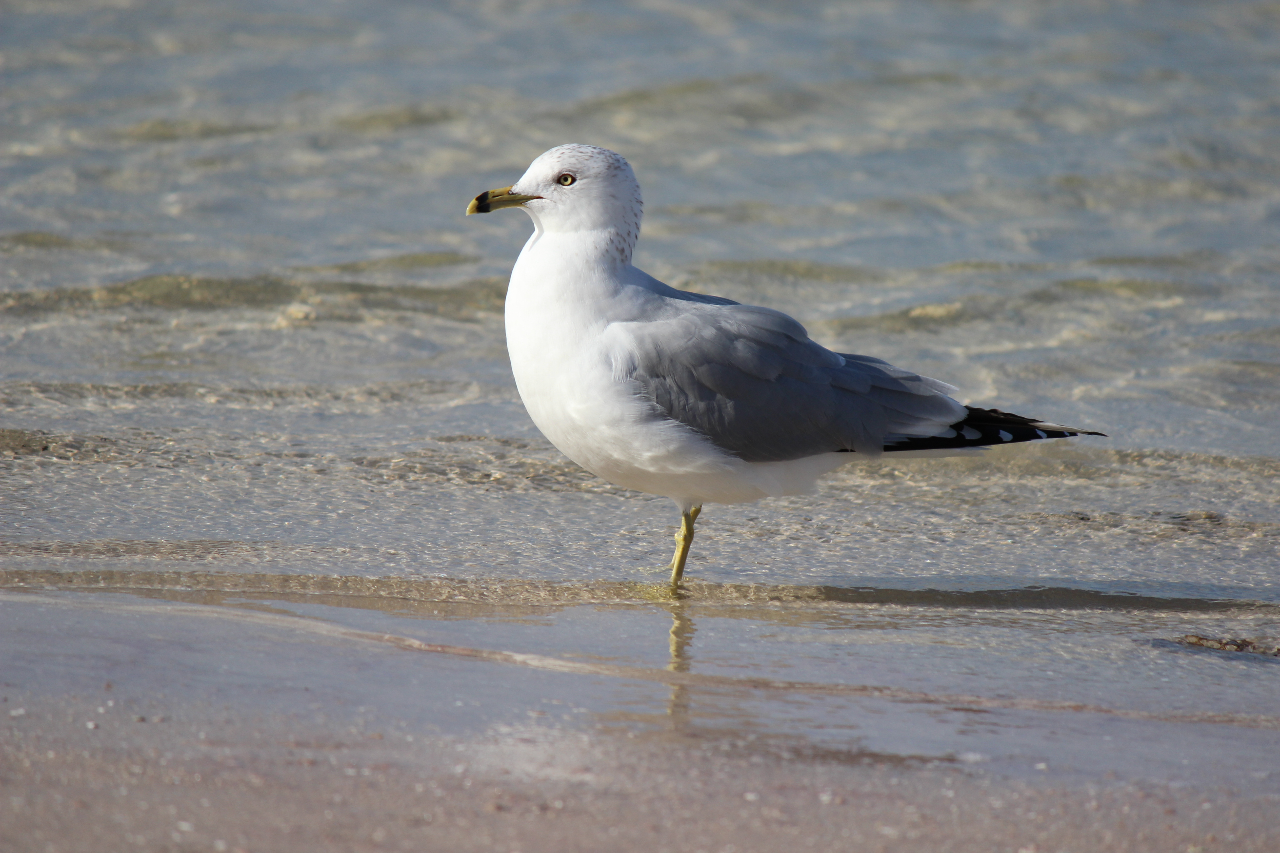 To Behold the Beauty: Gulls