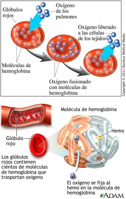 Los Globulos Rojos