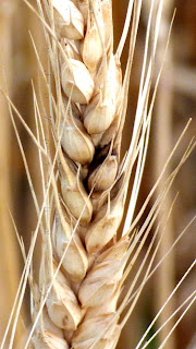 diseases of wheat ~ Plant diseases identification