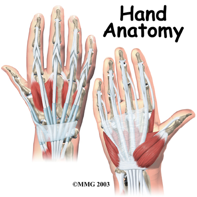 PhysioMedicalPPT: Anatomy Of HAnd