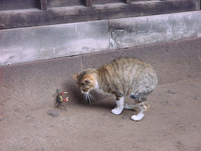 WTF is this!? | Funny Cat Pictures