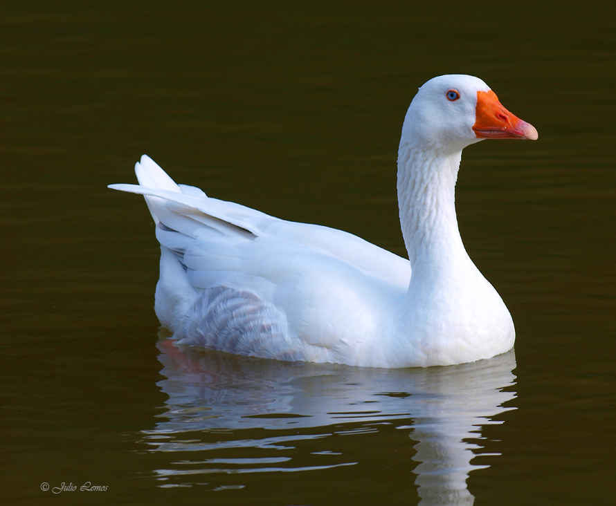 FATIMA ALAVA : Gung Ho! Trabando Juntos. Resumen