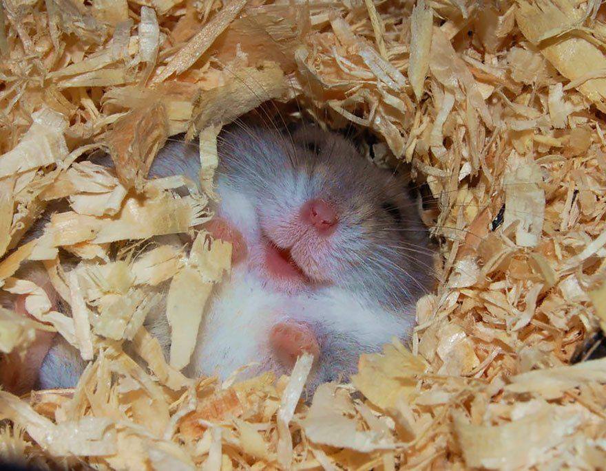 Here’s a sleeping Hamster - Picture Of The Day