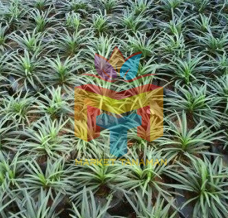 JUAL POHON KUCAI MINI | TANAMAN PENGGANTI RUMPUT | JUAL TANAMAN HIAS ...