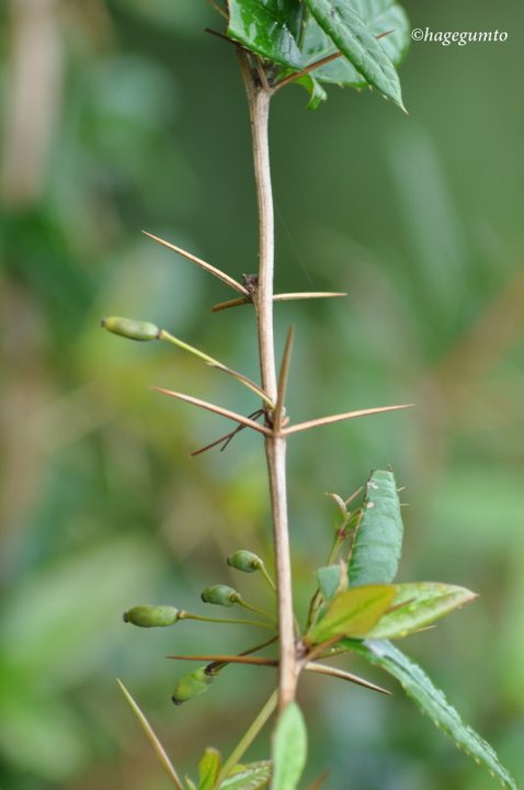 Learn Tanii: PLANTS / TREE / CREEPERS.