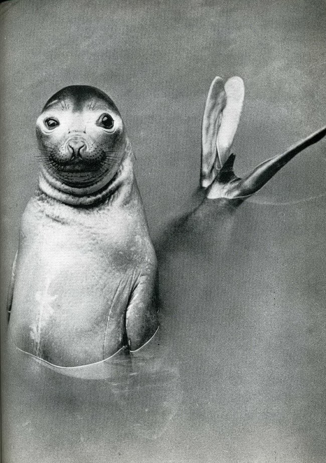 Vintage Humorous Photos ~ Vintage Everyday